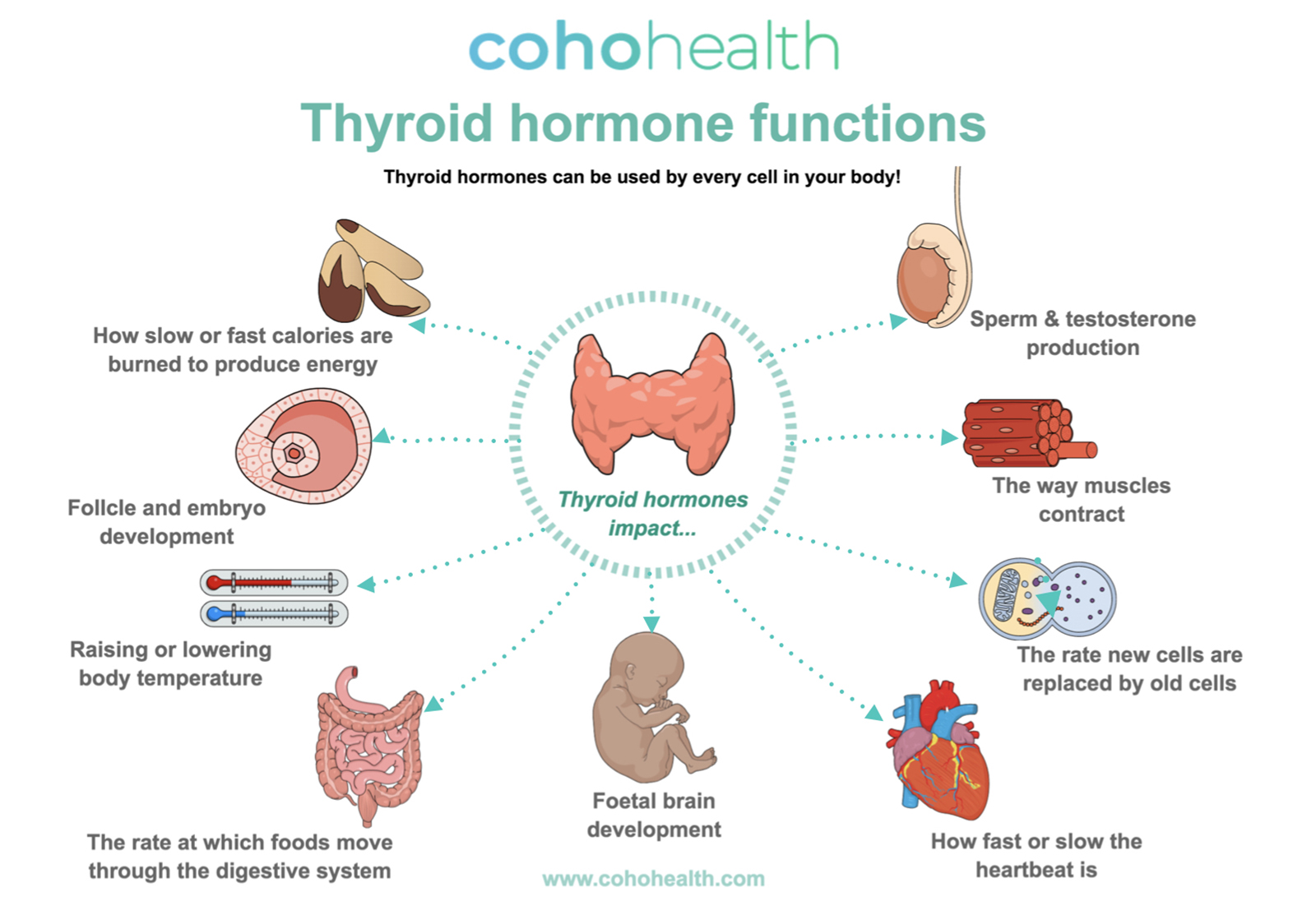 The Functional Medicine Approach To Hypothyroidism Coho